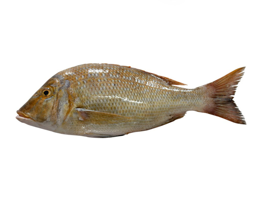Emperor (Mulla) - Anbar Fish - Karachi