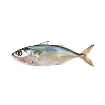 Salt Water Fresh Fish - Anbar Fish - Karachi