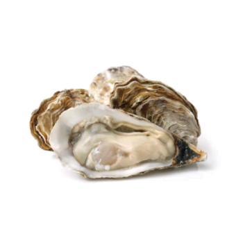 Fresh Oysters – Anbar Fish Karachi’s Premium Seafood