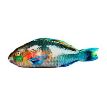Fresh Parrot Fish (Hareed) – Premium Quality | Anbar Fish