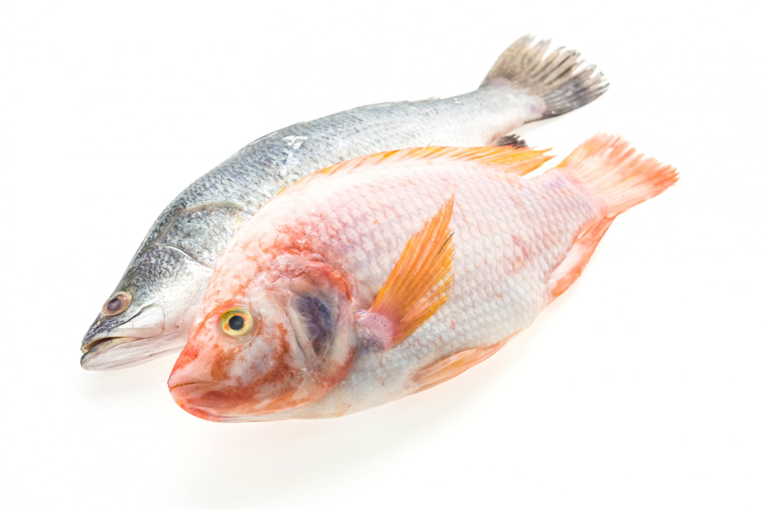 Salt Water Fresh Fish - Anbar Fish - Karachi